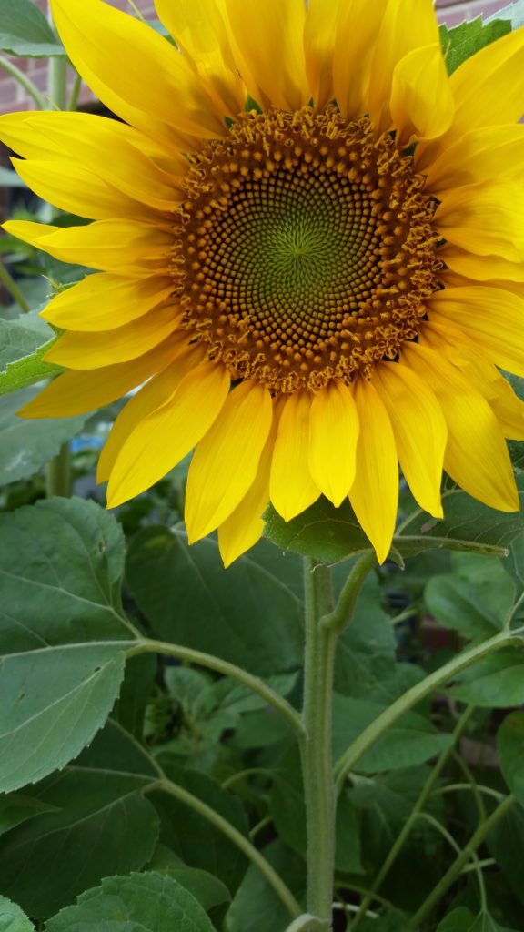 Sunflower - rawberta