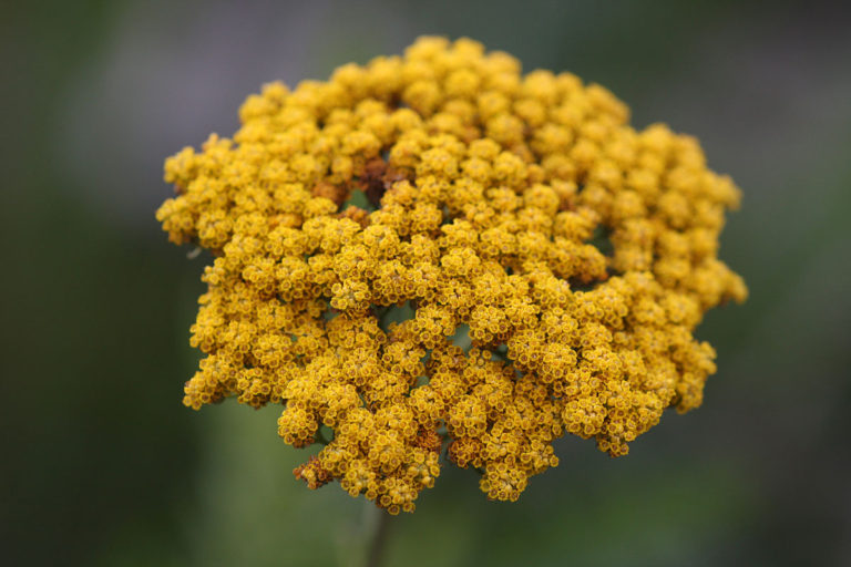 Golden Yarrow - rawberta